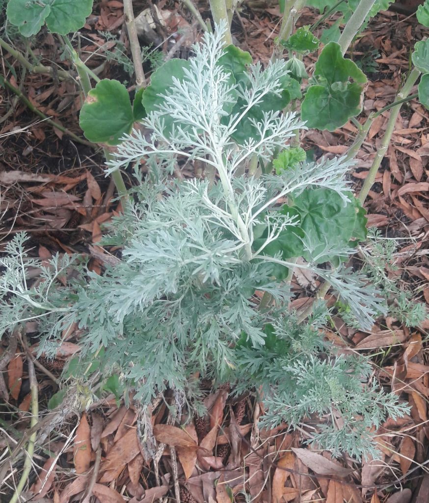 Planta medicinal: Ajenjo
