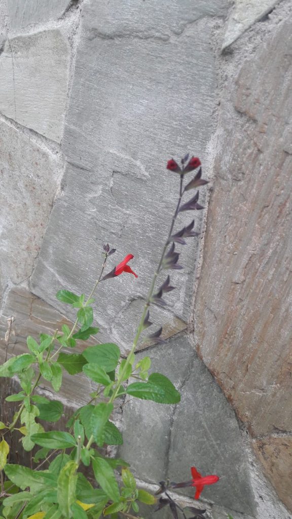 Salvia Greggi; cuidados y reproducción