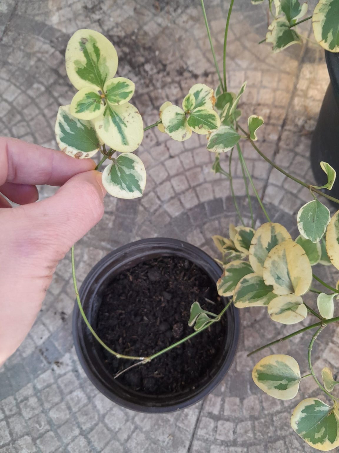 Vinca variegada Cuidados y Usos