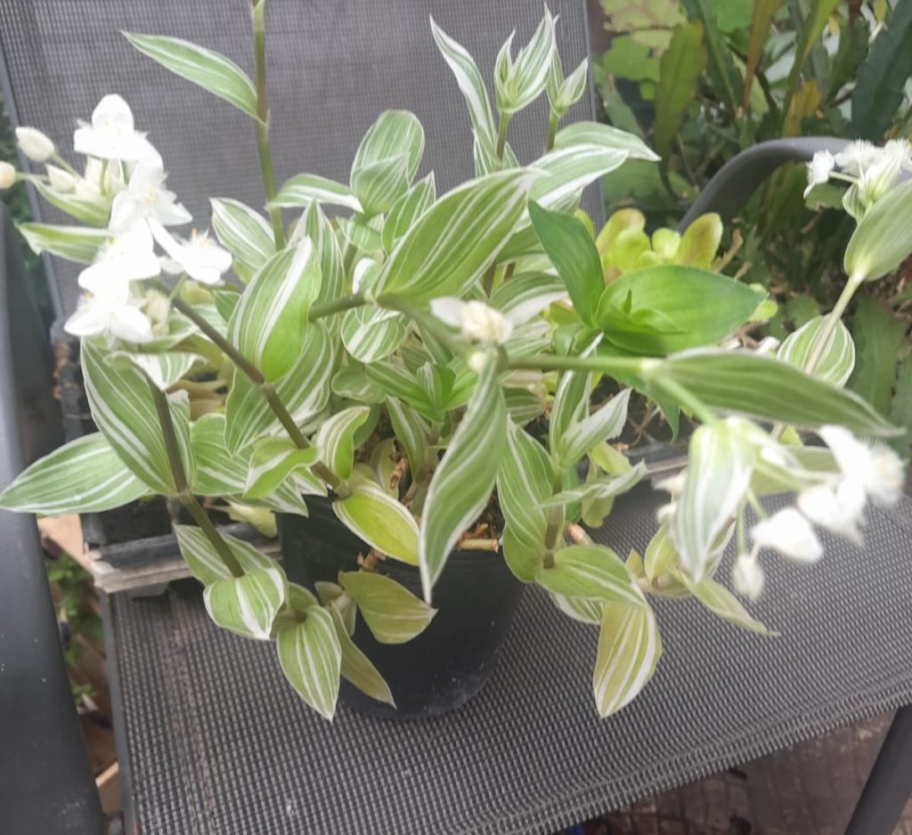 Leandro Gómez o Tradescantia Luminiensis